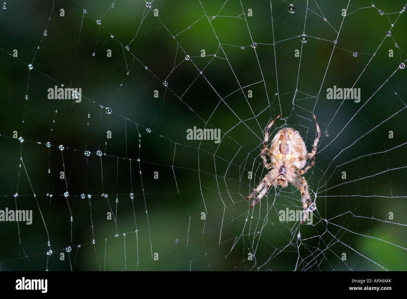 Common European Spider in its web Stock Photo - Alamy