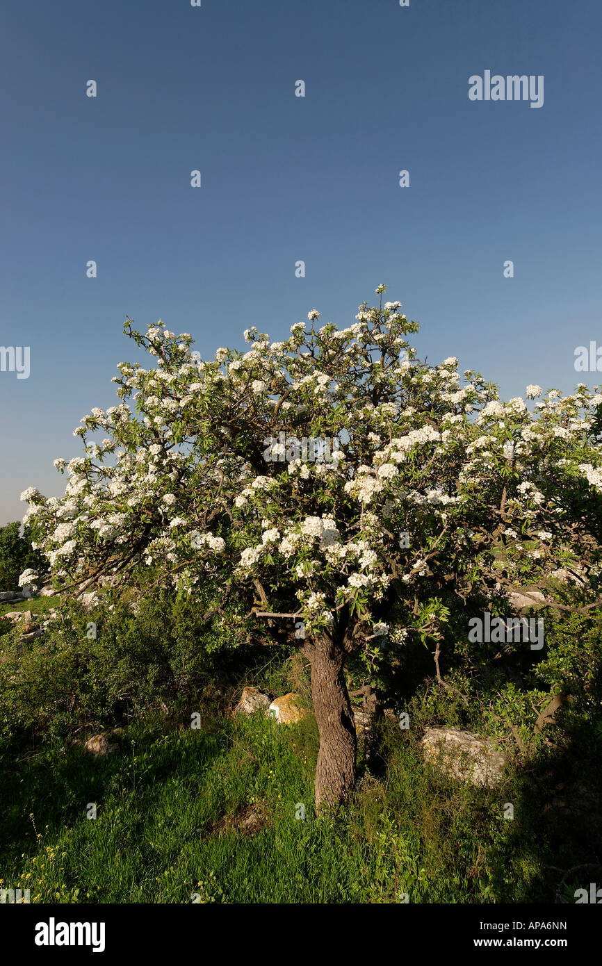 Israel Shephela region Syrian Pear tree in Modiin Stock Photo - Alamy