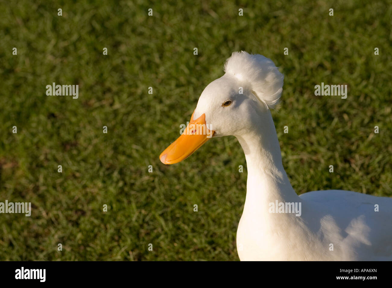 White ducks walking on a green grass field Stock Photo - Alamy