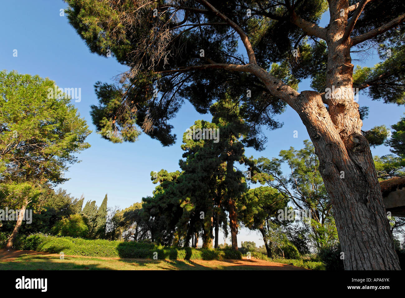Israel Sharon region Stone Pine Pinus Pinea in Kfar Saba Stock Photo ...