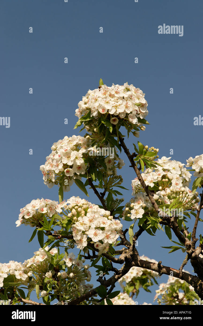 Israel Shephela region Flowers of a Syrian Pear tree in Modiin Stock ...