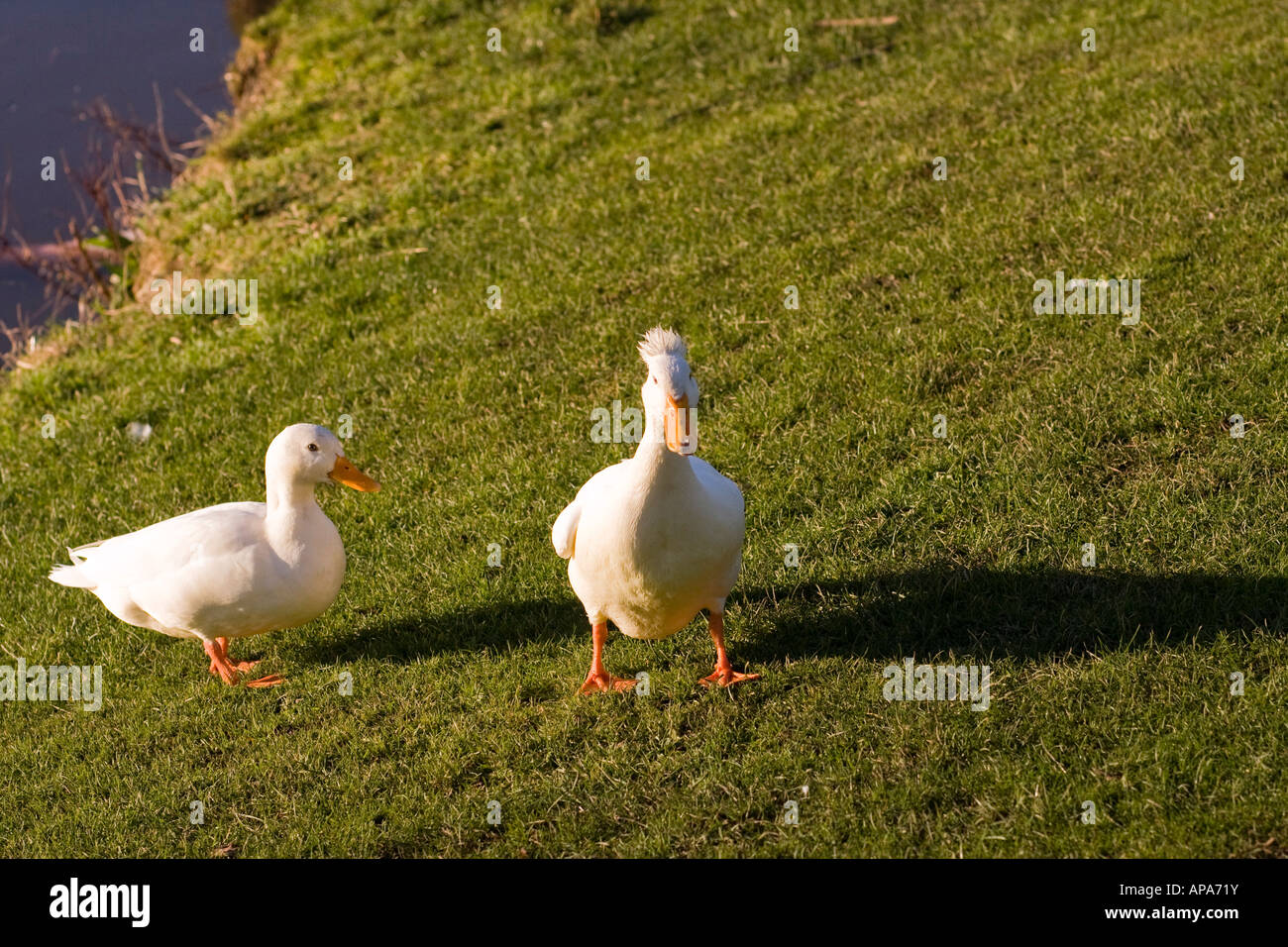White ducks walking on a green grass field Stock Photo - Alamy