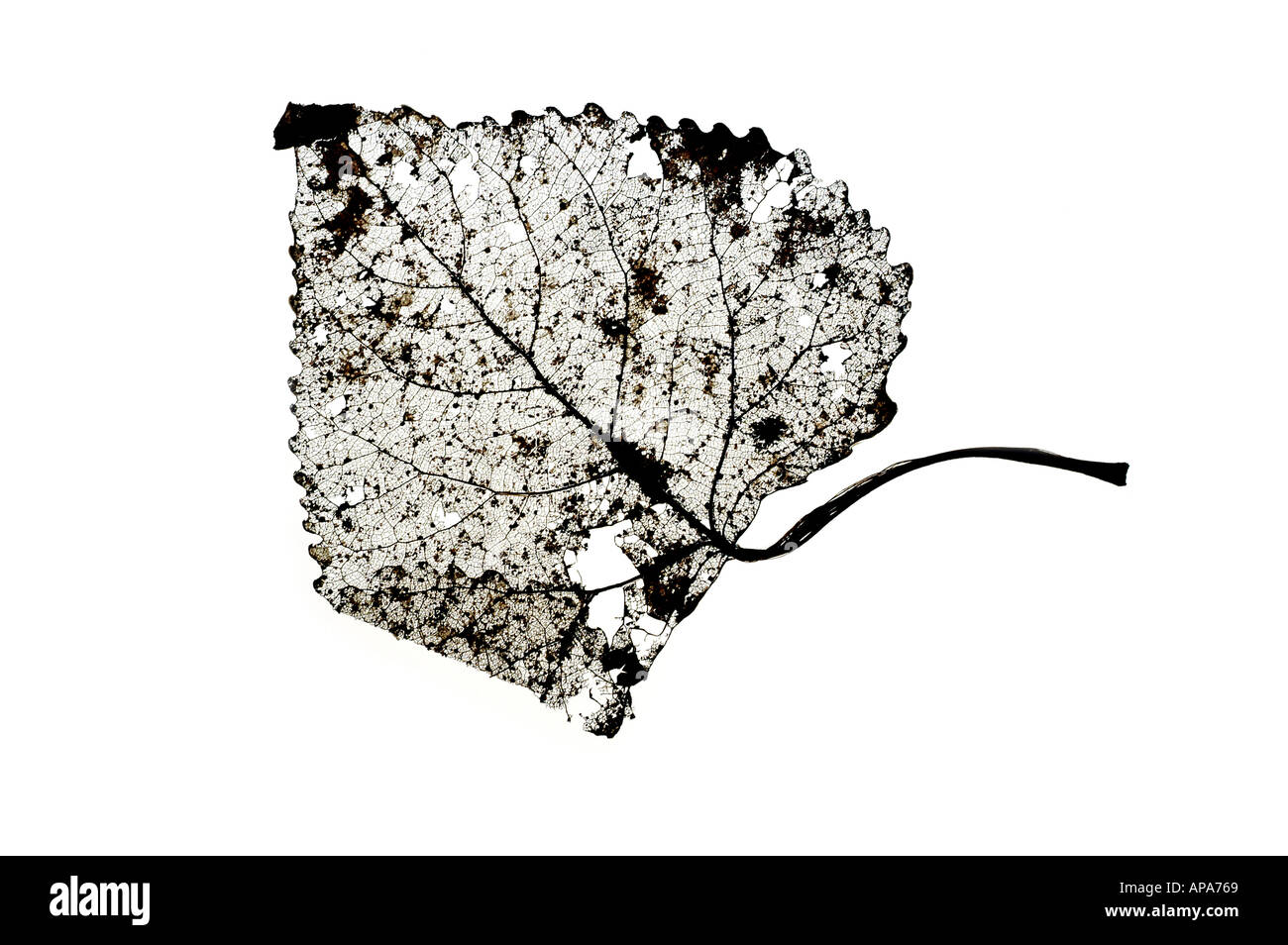 Skeleton with veins Cut Out Stock Images & Pictures - Alamy