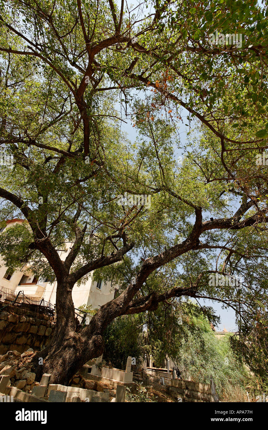 Israel the Lower Galilee Jujube tree in Sachnin Stock Photo - Alamy