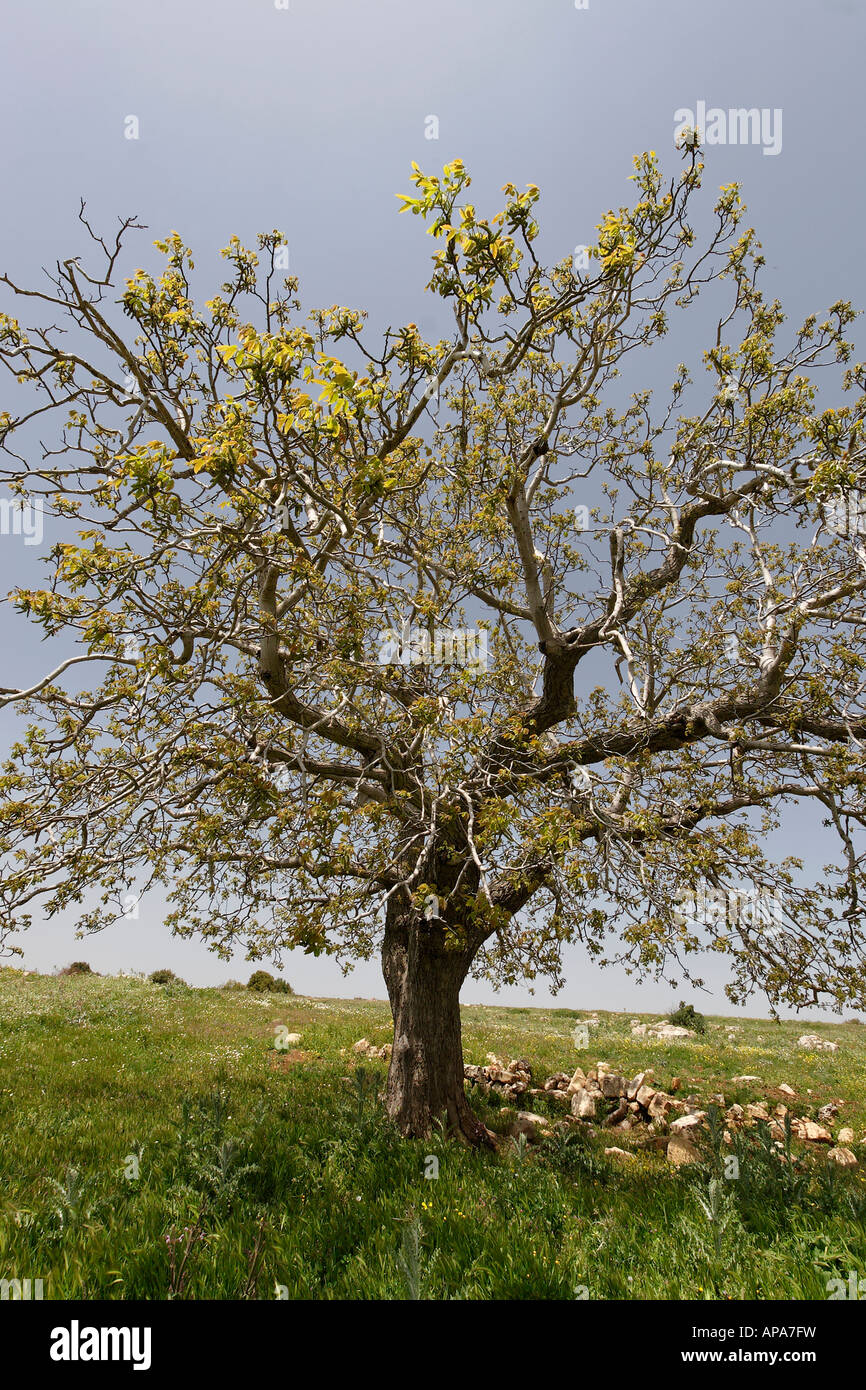 Walnut tree hi-res stock photography and images - Alamy