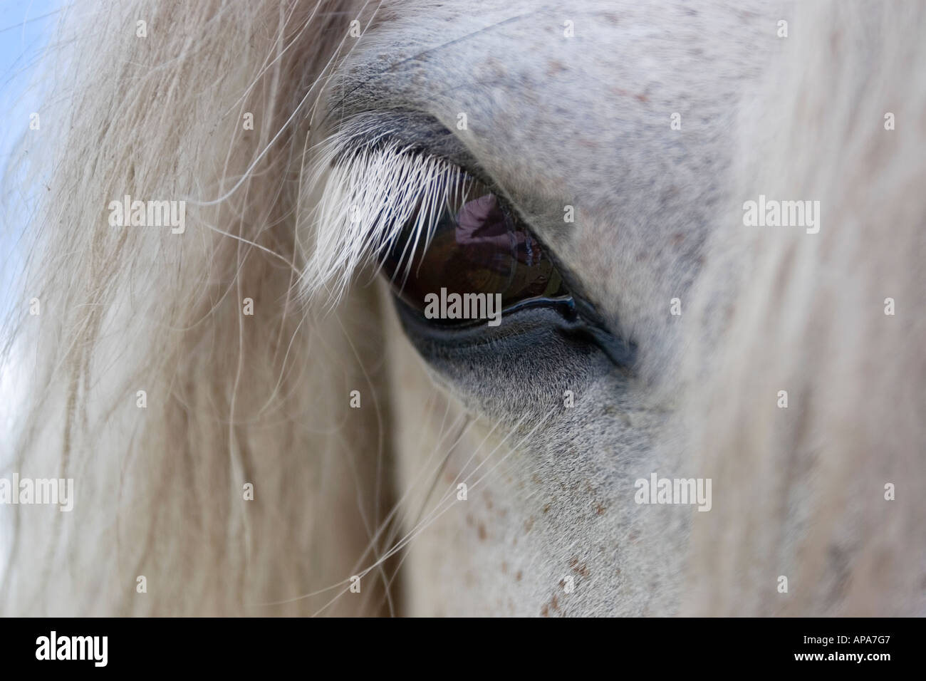 Pony eye hi-res stock photography and images - Alamy