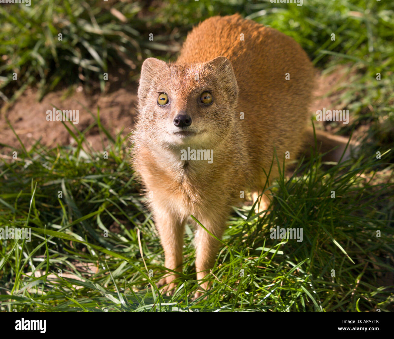 Yellow Mongoose (cynictus penicillata Stock Photo - Alamy