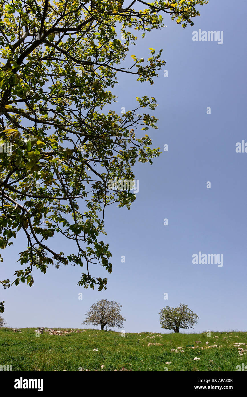 Israel the Upper Galilee Walnut tree on Mount Meron Stock Photo - Alamy