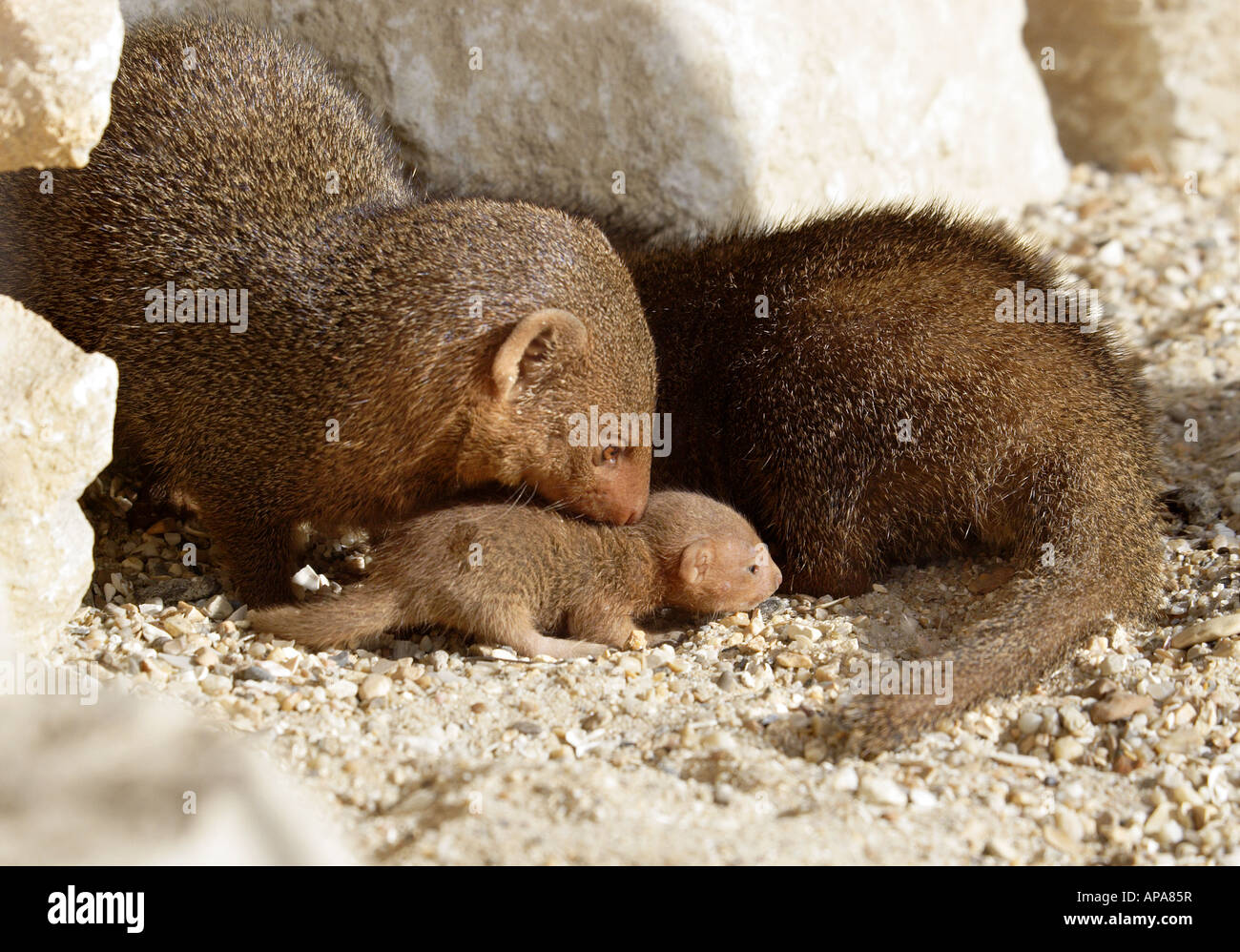Mongoose Family High Resolution Stock Photography and Images - Alamy