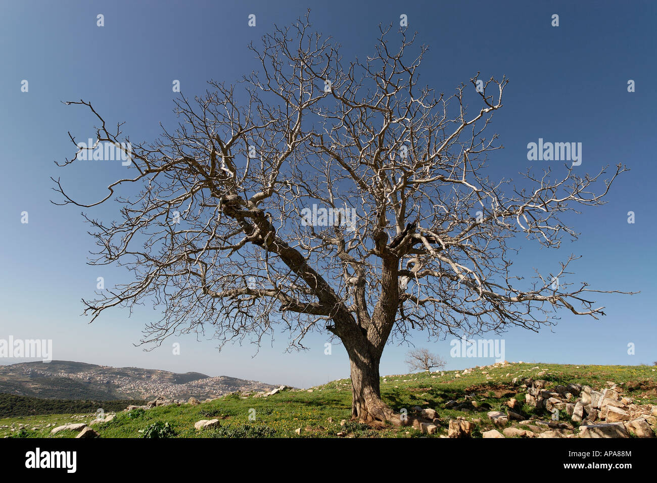 Israel the Upper Galilee Walnut tree on Mount Meron Stock Photo - Alamy