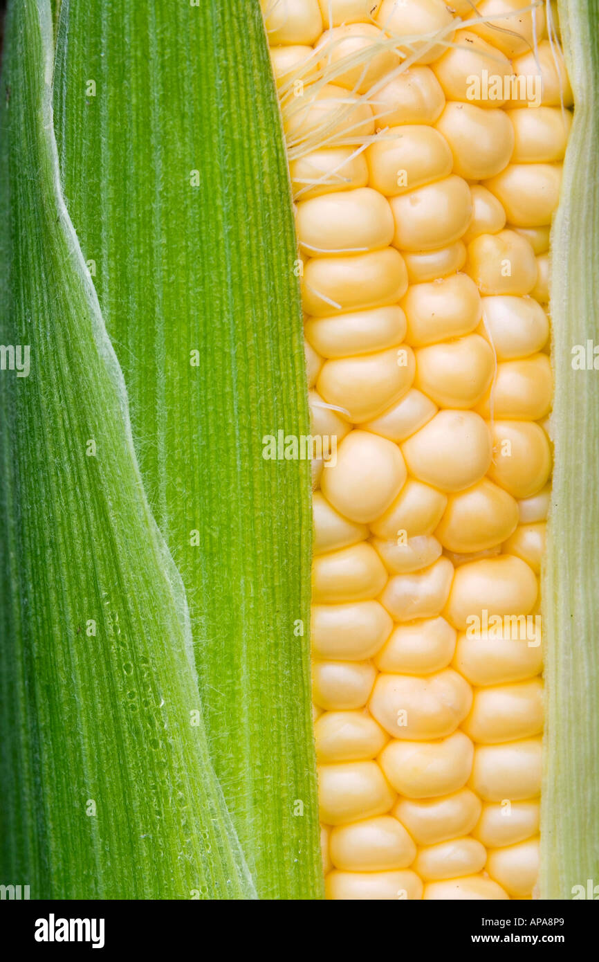 Close up sweetcorn hi-res stock photography and images - Alamy