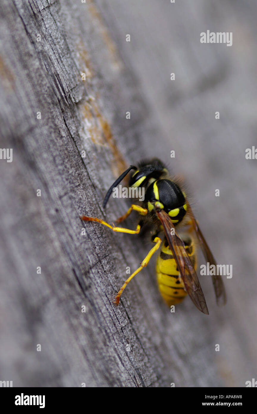 Common Wasp Vespula vulgaris Stock Photo - Alamy