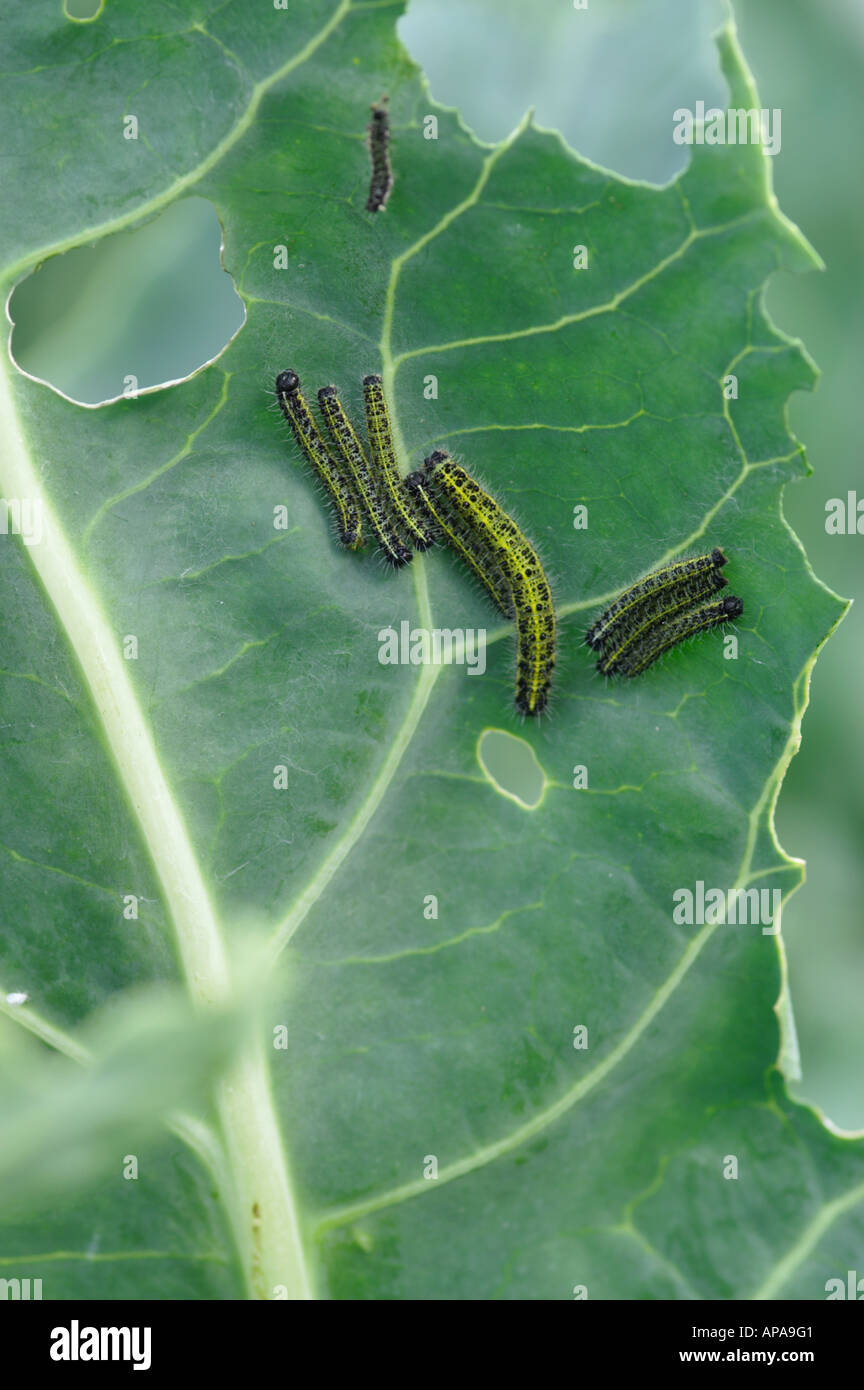 Caterpillars Pieris brassicae larva Cabbage White Butterfly on ...