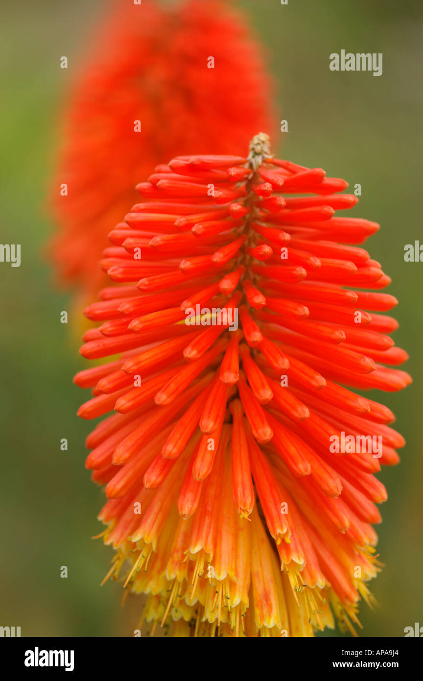 Colourful flower spike of Kniphofia praecox Stock Photo - Alamy
