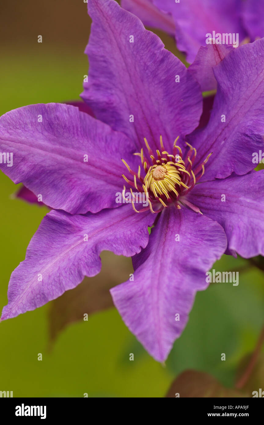 Clematis Richard Pennell early large flowering climber bearing rich ...