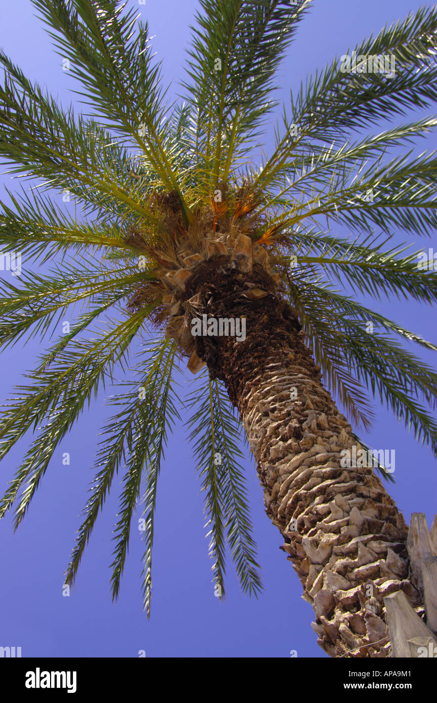 Date Palms Phoenix dactylifera Rethymnon Greek Islands Greece June 2006 ...