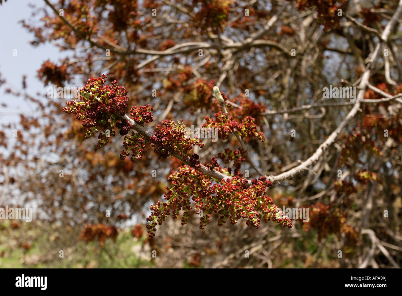 Israel the Upper Galilee Terebinth tree Pistacia Palaestina on Mount ...