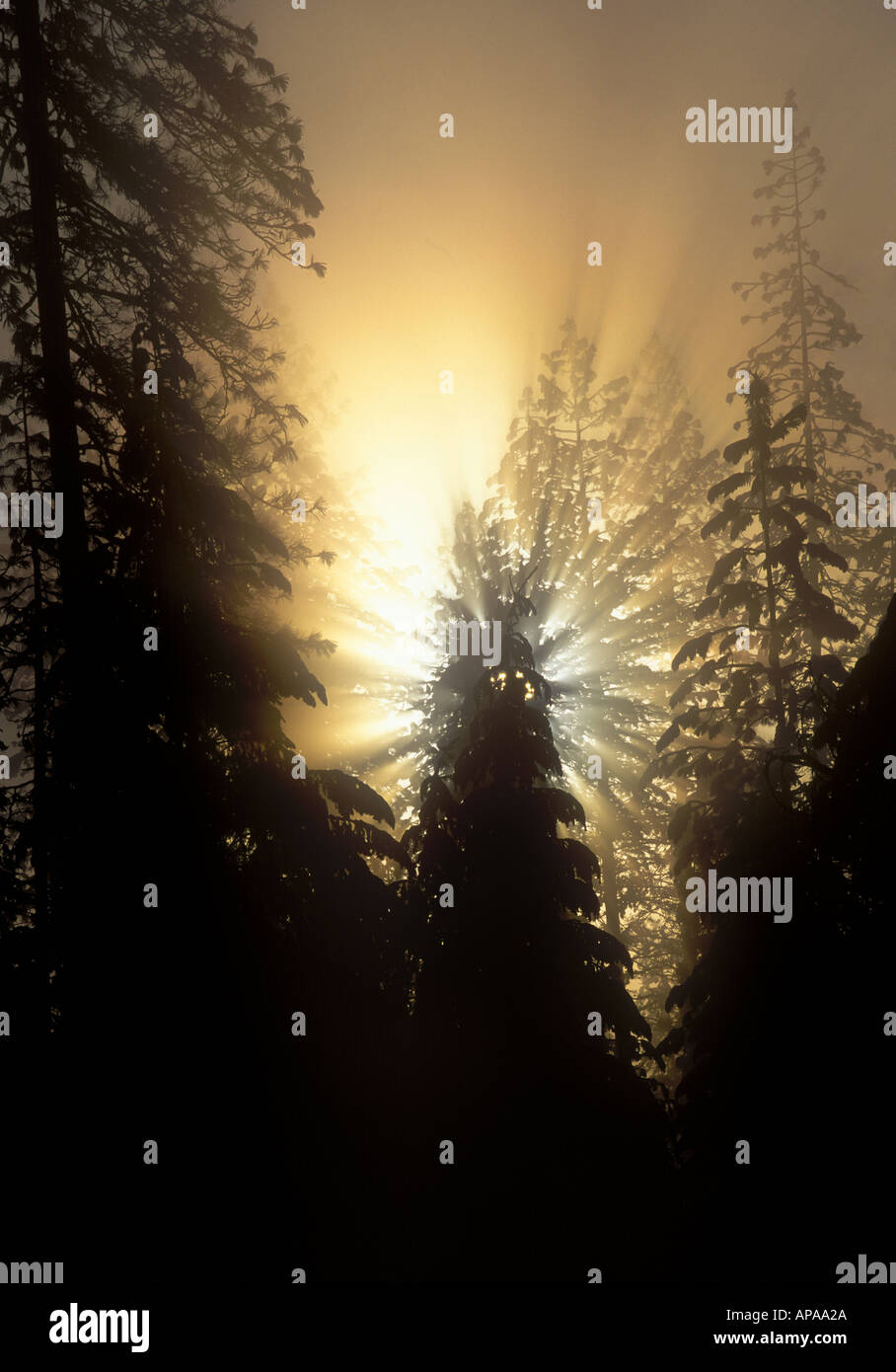 Rays of morning sunlight shine through the trees after a winter storm ...