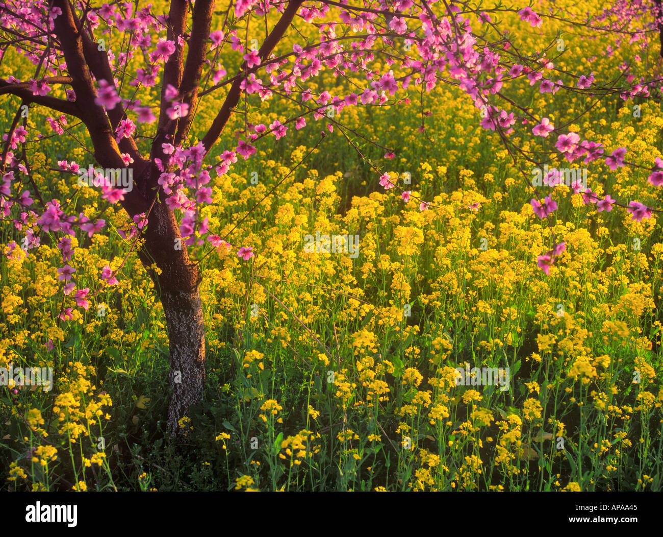 Pink peach blossoms with wild yellow mustard bloom in an orchard Stock ...