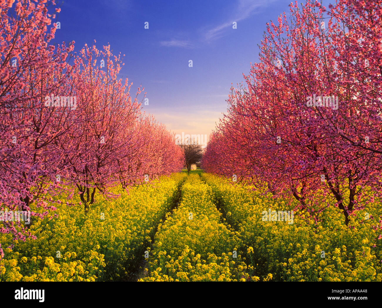 Pink peach blossoms with wild yellow mustard bloom in a peach orchard ...
