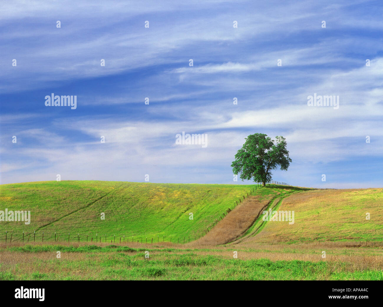 A lone oak tree in a field during spring Sacramento Valley Stock Photo ...