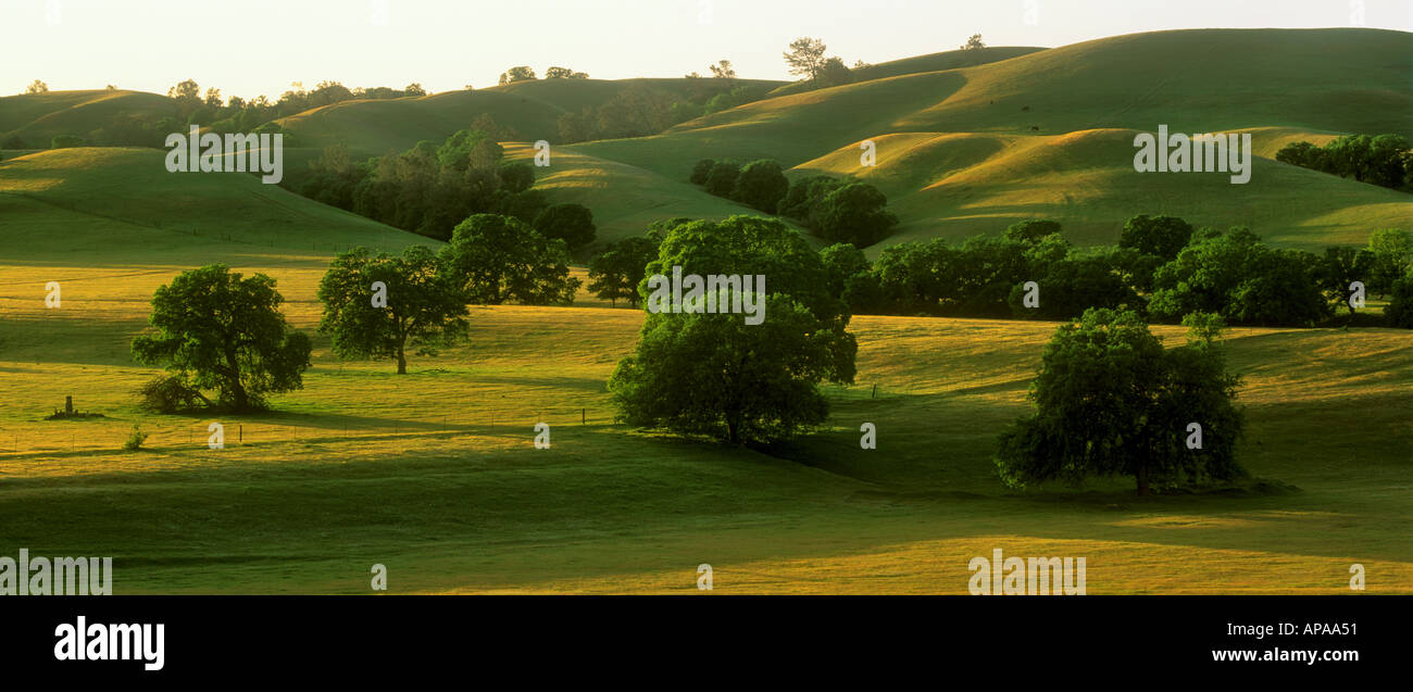Oak dotted hills in spring Sacramento Valley California Stock Photo - Alamy
