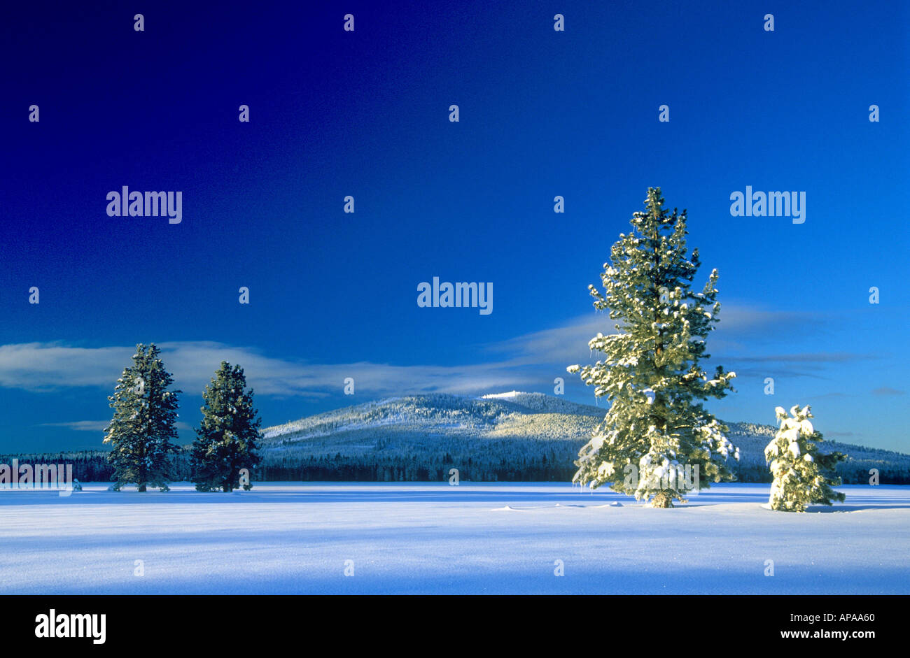 Snow covered meadow with pine trees california Stock Photo - Alamy