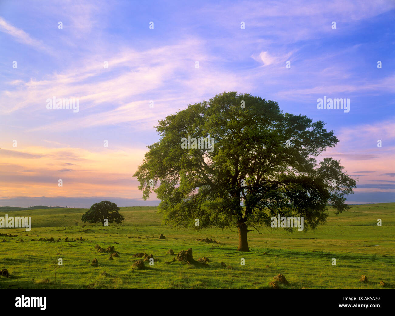 Valley oak tree quercus lobata hi-res stock photography and images - Alamy