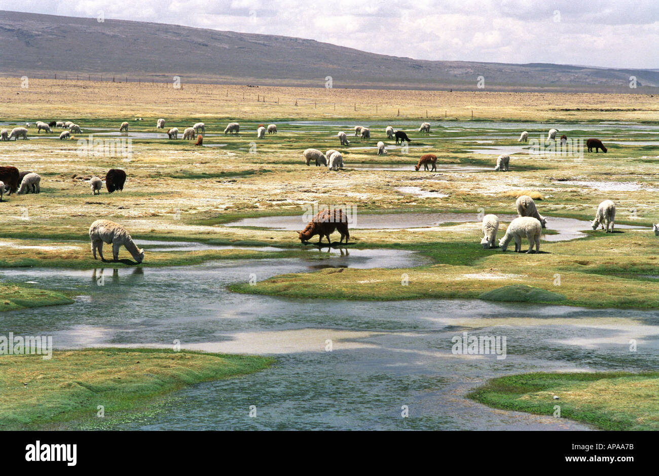 Llamas and Alpacas on South American Altiplano, Peru Stock Photo - Alamy