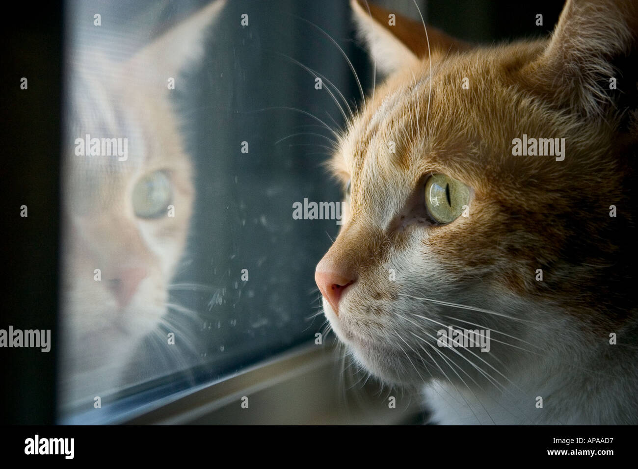 Orange cat looking out the window Stock Photo - Alamy