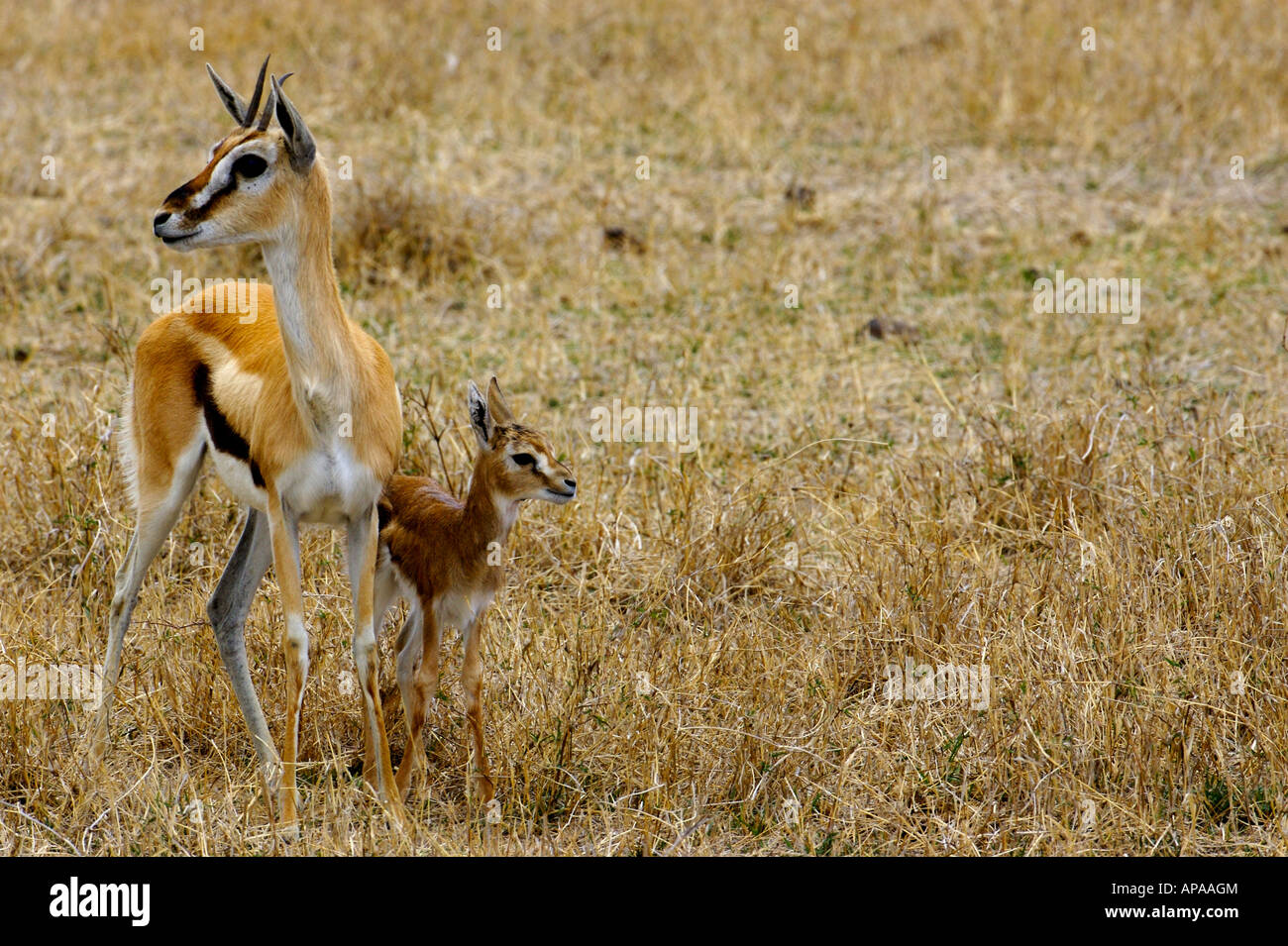 African Thomson Gazelle Stock Photo - Alamy
