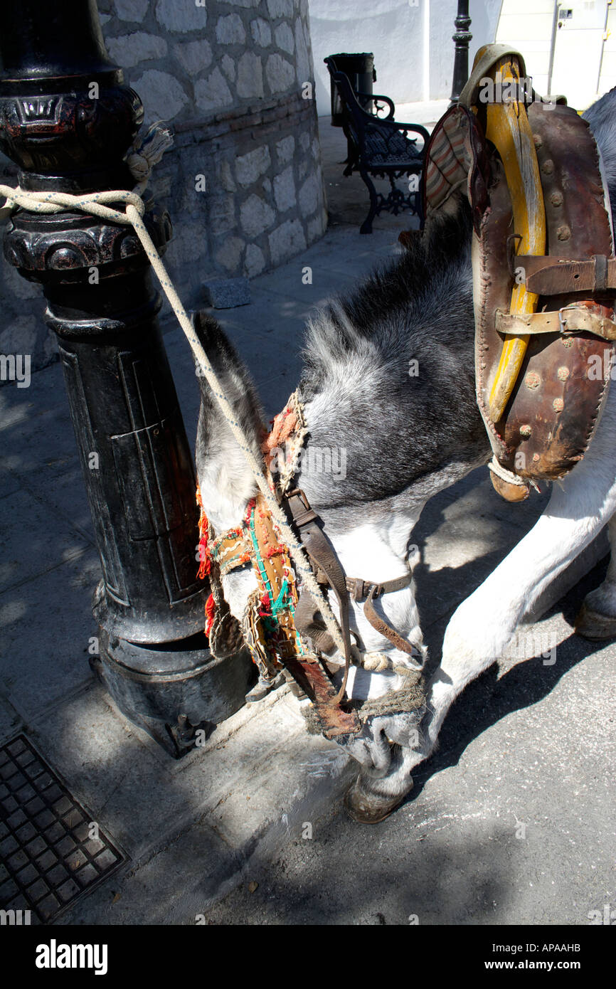 Donkeys tethered hi-res stock photography and images - Alamy