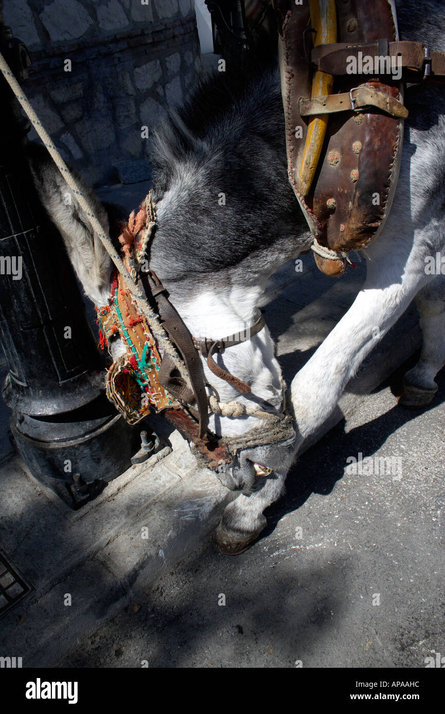 Tethered donkey straining against a rope trying to ease an irritation ...
