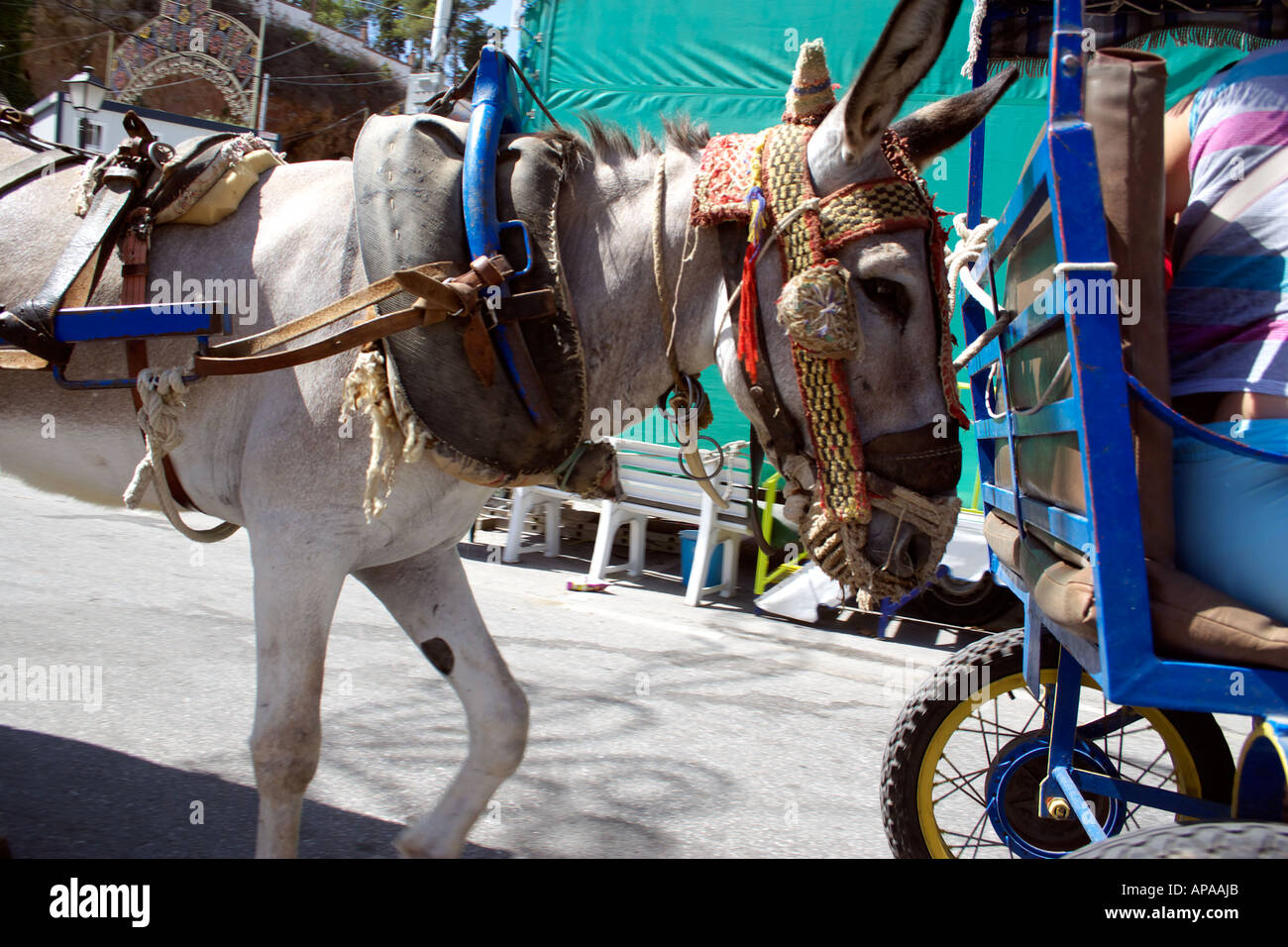 Donkey animal not toy not illustration hi-res stock photography and ...