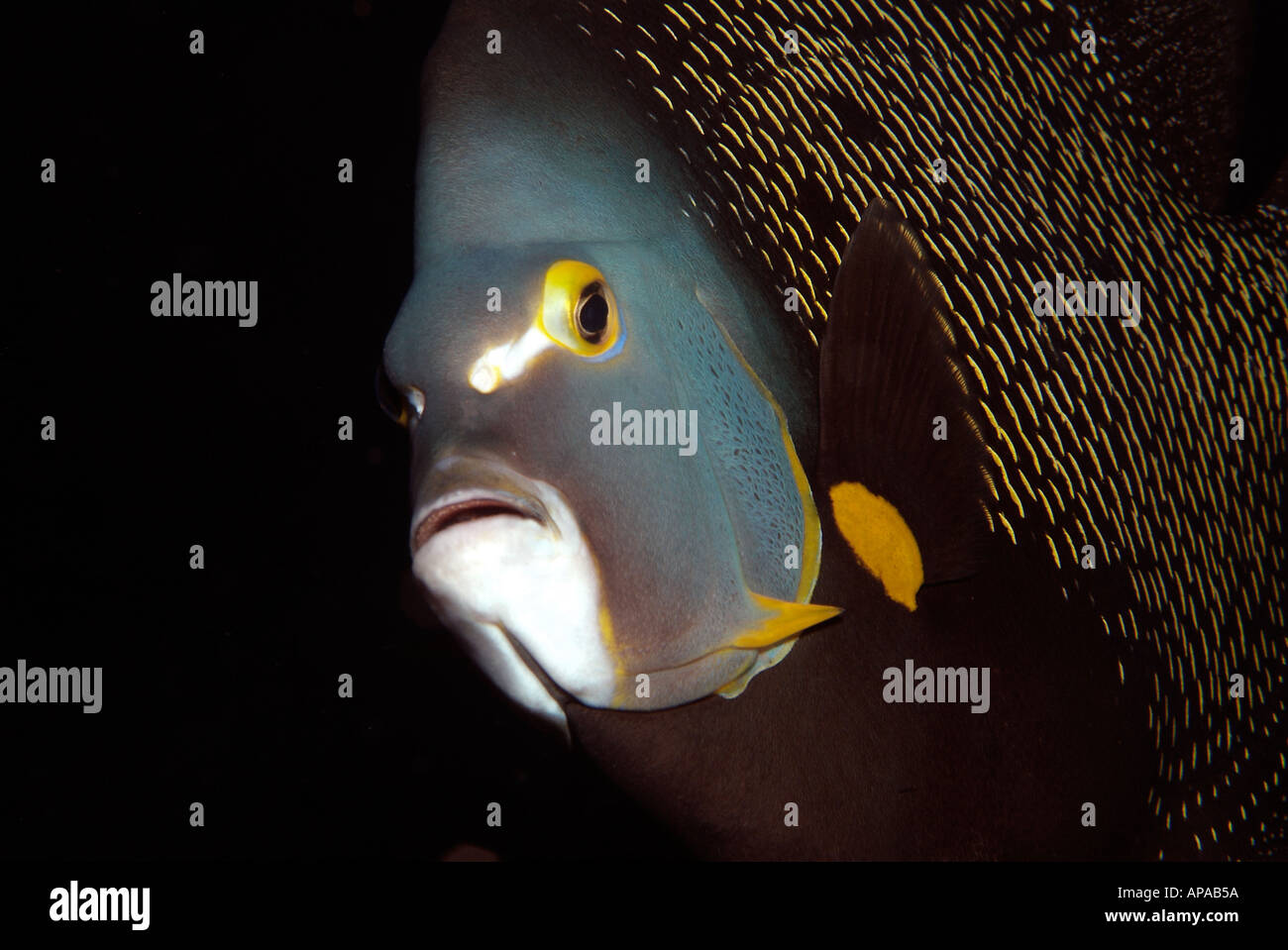 French angelfish in the Gulf of Mexico, off Texas Stock Photo - Alamy