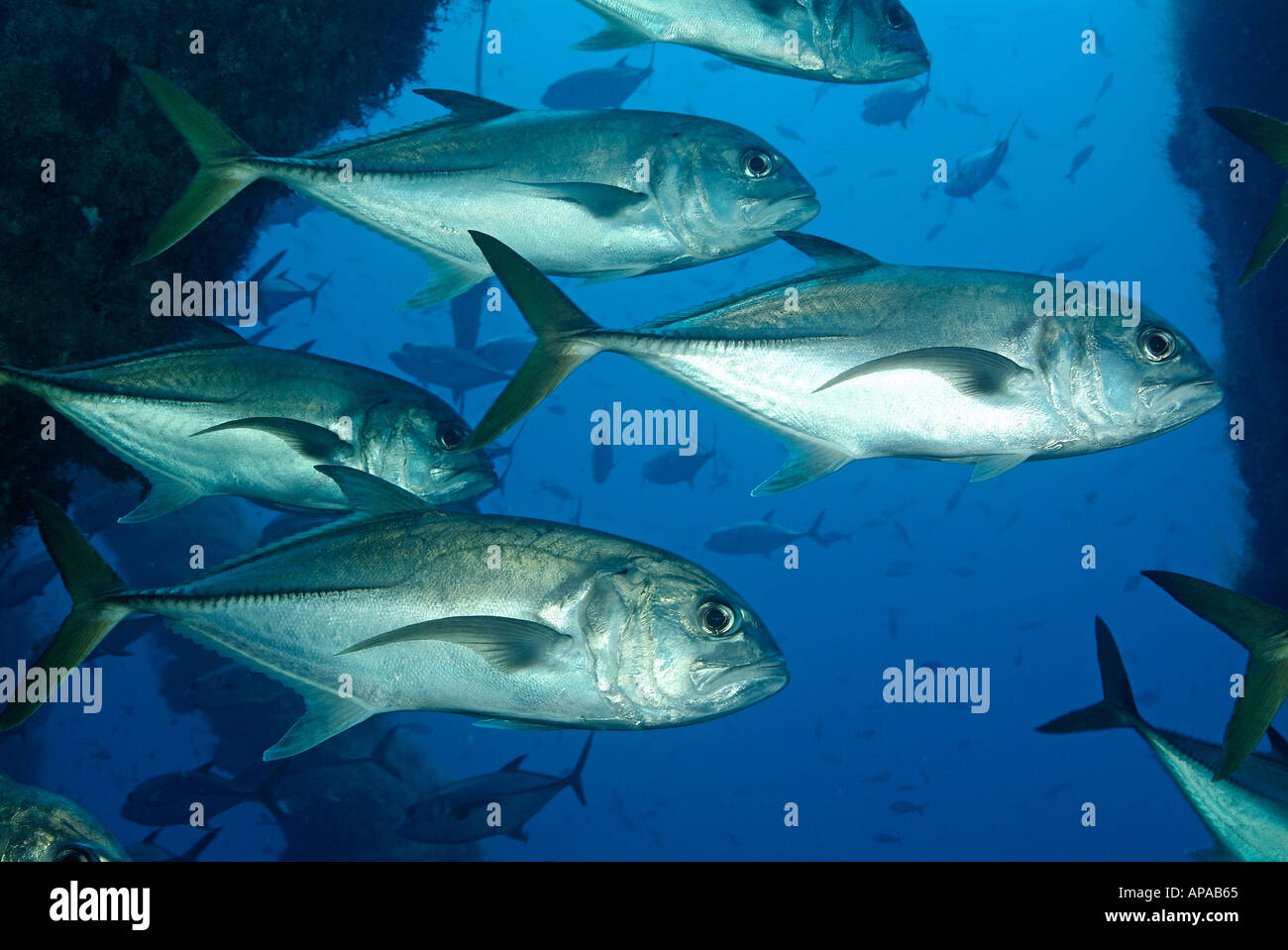 Oil rig gulf of mexico underwater hi-res stock photography and images ...