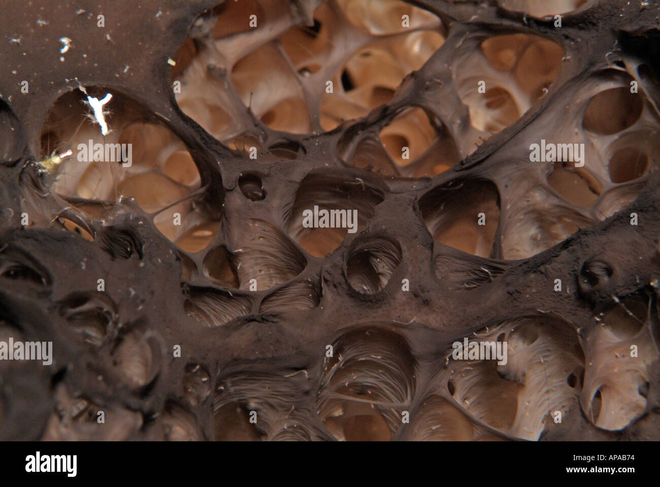 Black-ball sponge in the Gulf of Mexico off Texas Stock Photo - Alamy