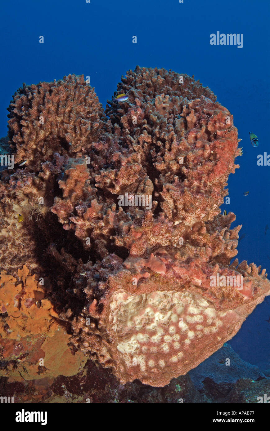 Giant barrel sponge in the Gulf of Mexico off Texas Stock Photo - Alamy