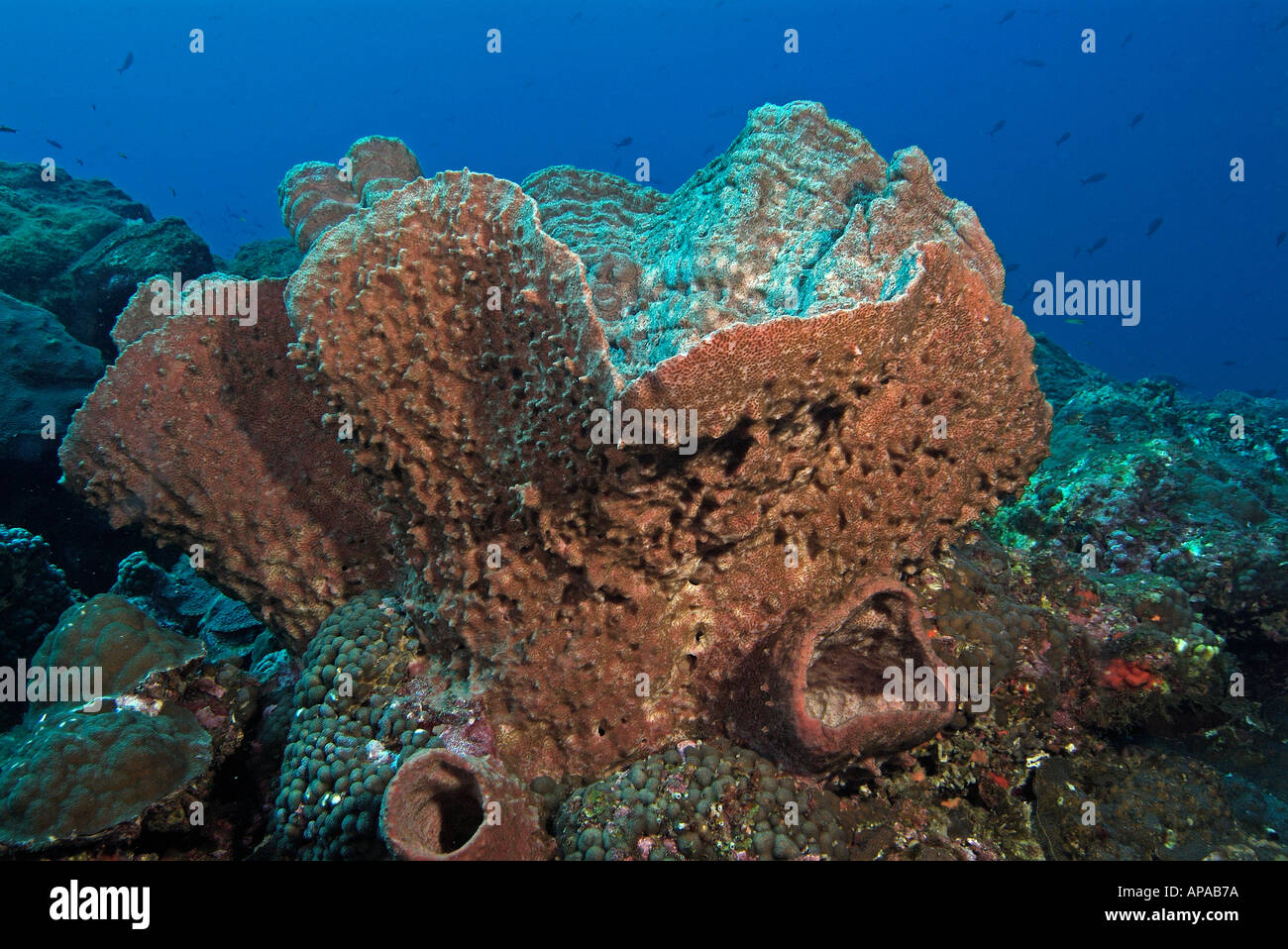 Giant barrel sponge in the Gulf of Mexico off Texas Stock Photo - Alamy