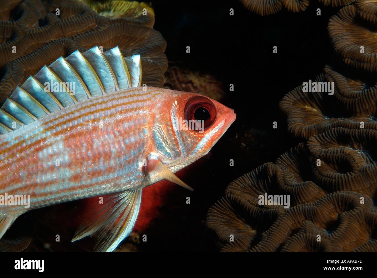 Squirrelfish in Flower Garden in the Gulf of Mexico, Texas Stock Photo ...
