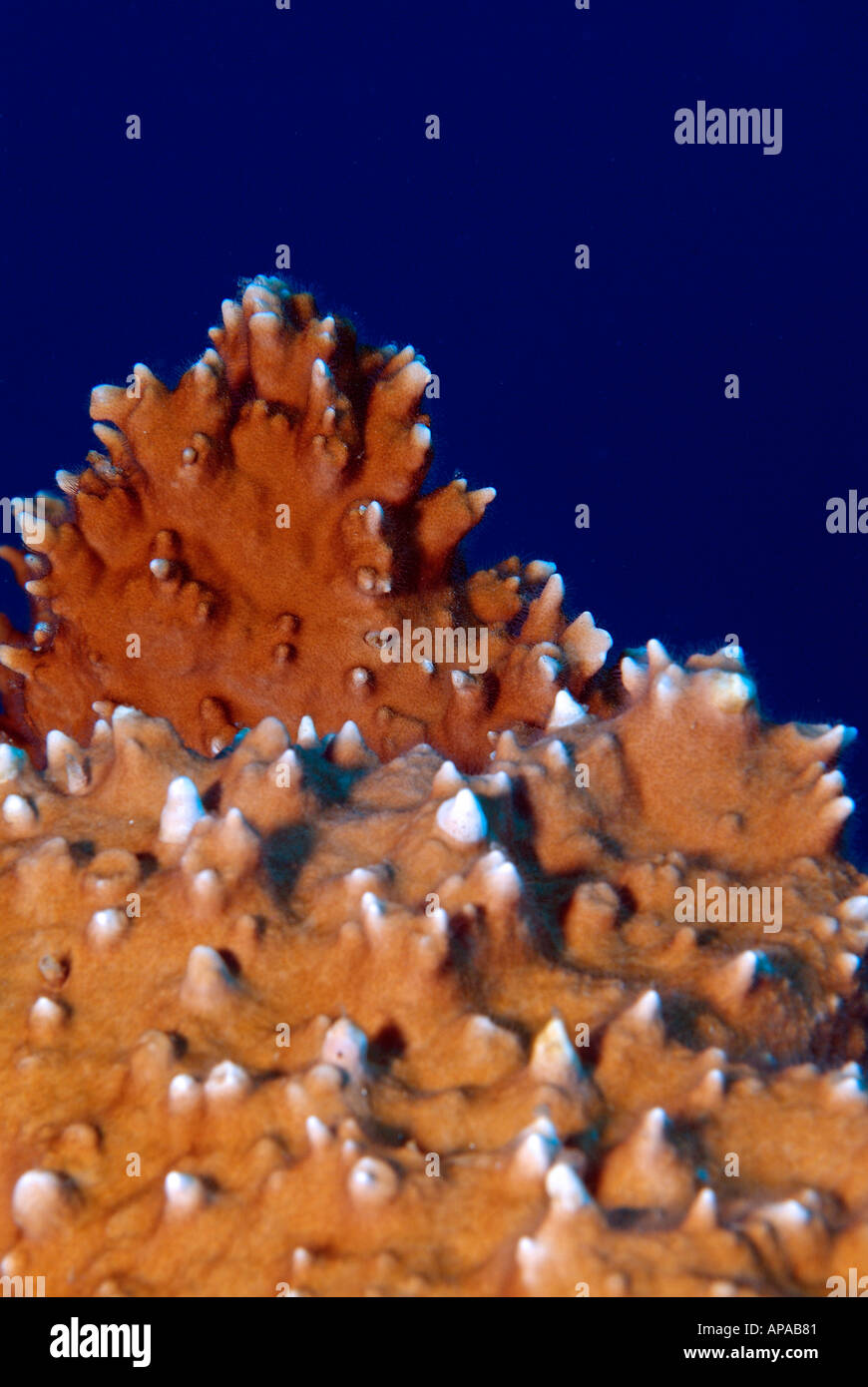 Fire coral in the Gulf of Mexico off Texas Stock Photo - Alamy