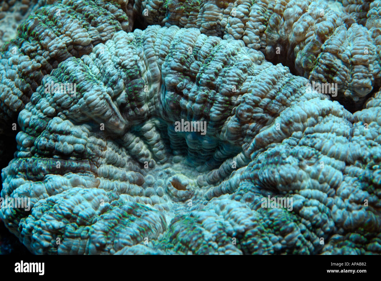 Flower coral in the Gulf of Mexico off Texas Stock Photo - Alamy