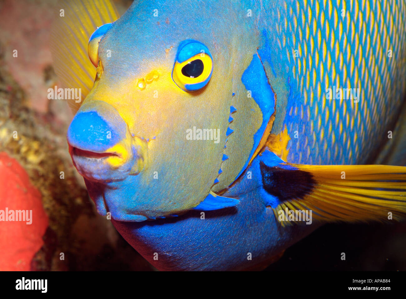 Queen angelfish, Flower Garden in the Gulf of Mexico Stock Photo - Alamy