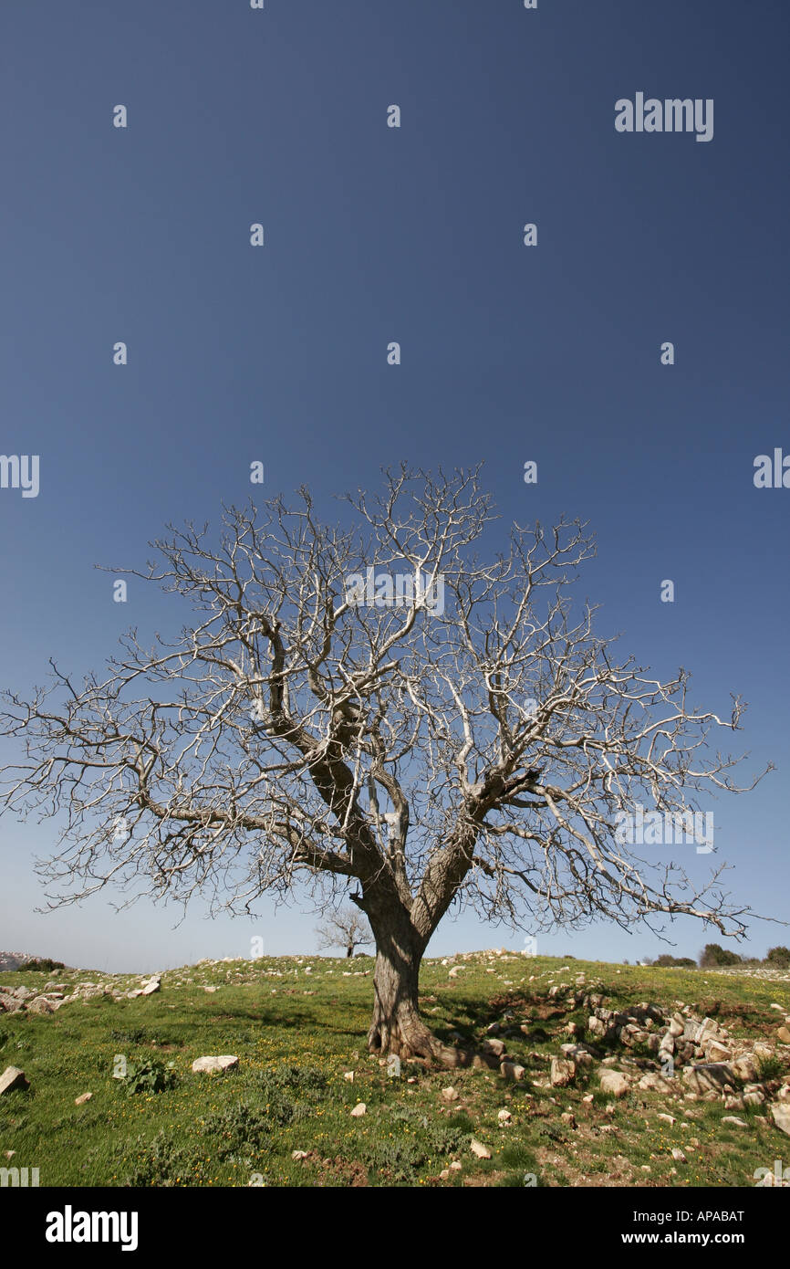 Israel the Upper Galilee Walnut tree on Mount Meron Stock Photo - Alamy