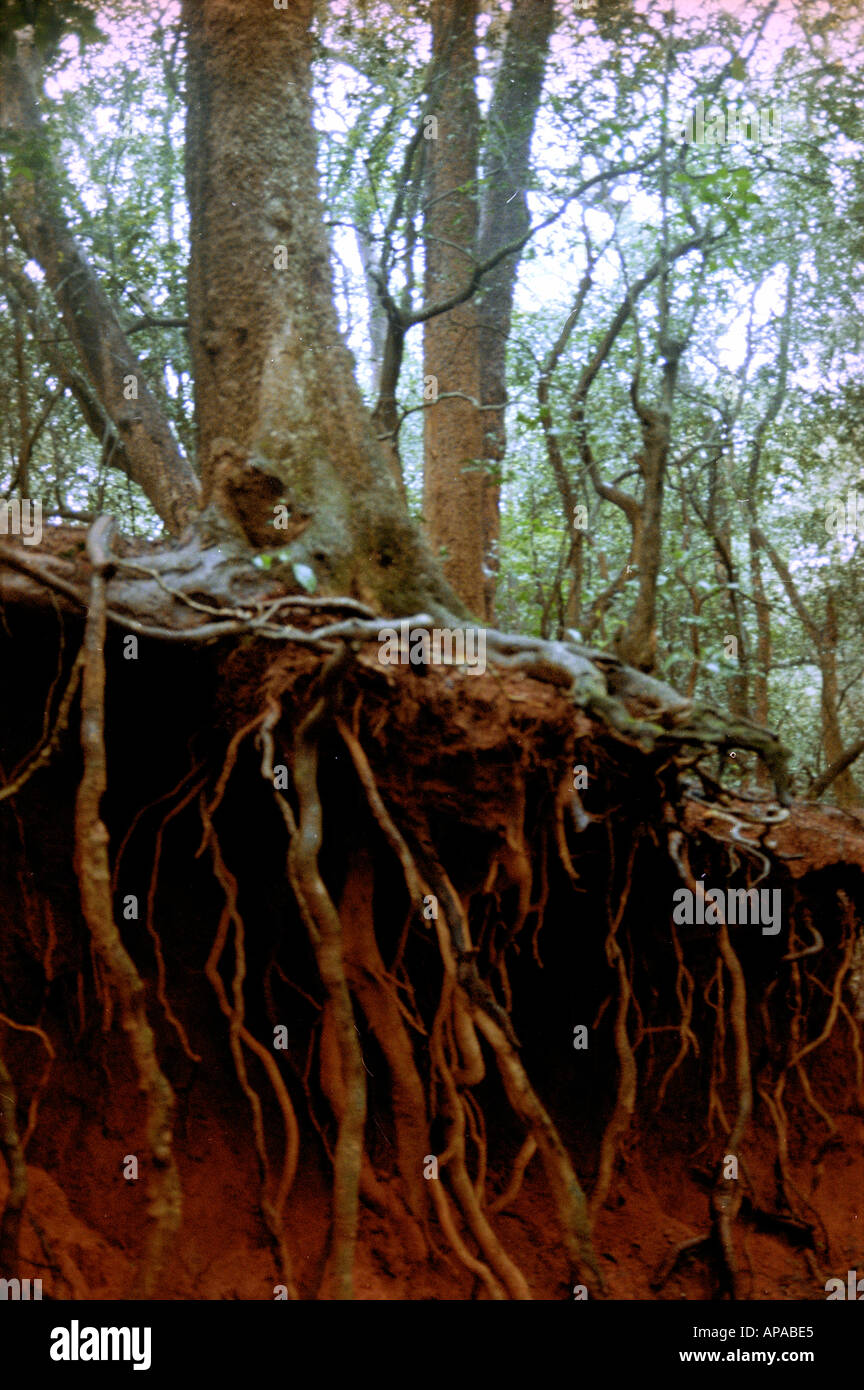 tree with roots Stock Photo - Alamy