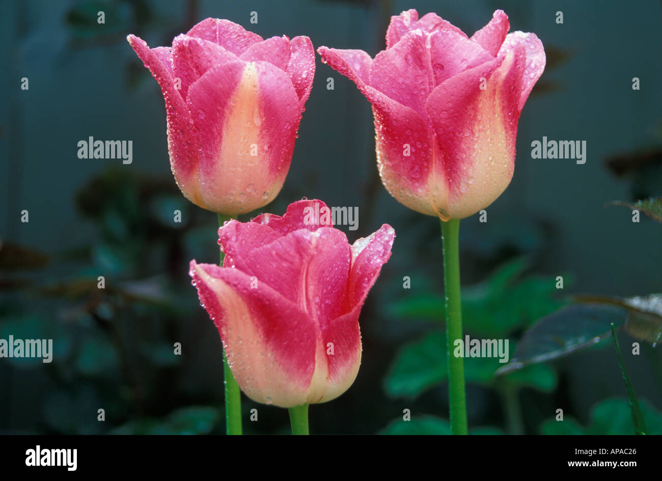 3 pink tulips hi-res stock photography and images - Alamy