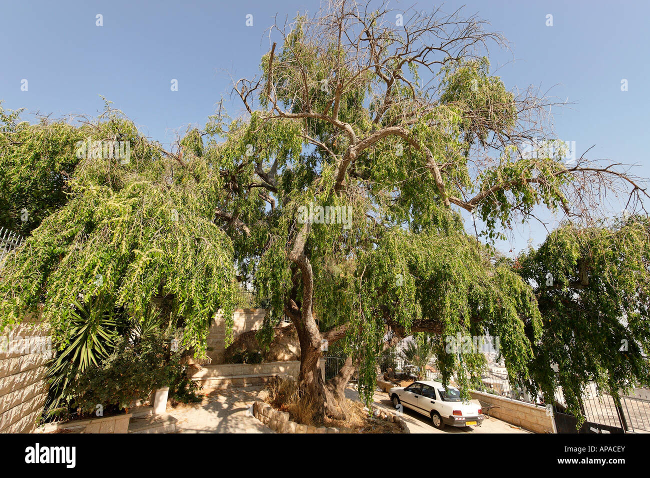 Israel the Lower Galilee Jujube tree in Mrar Stock Photo - Alamy