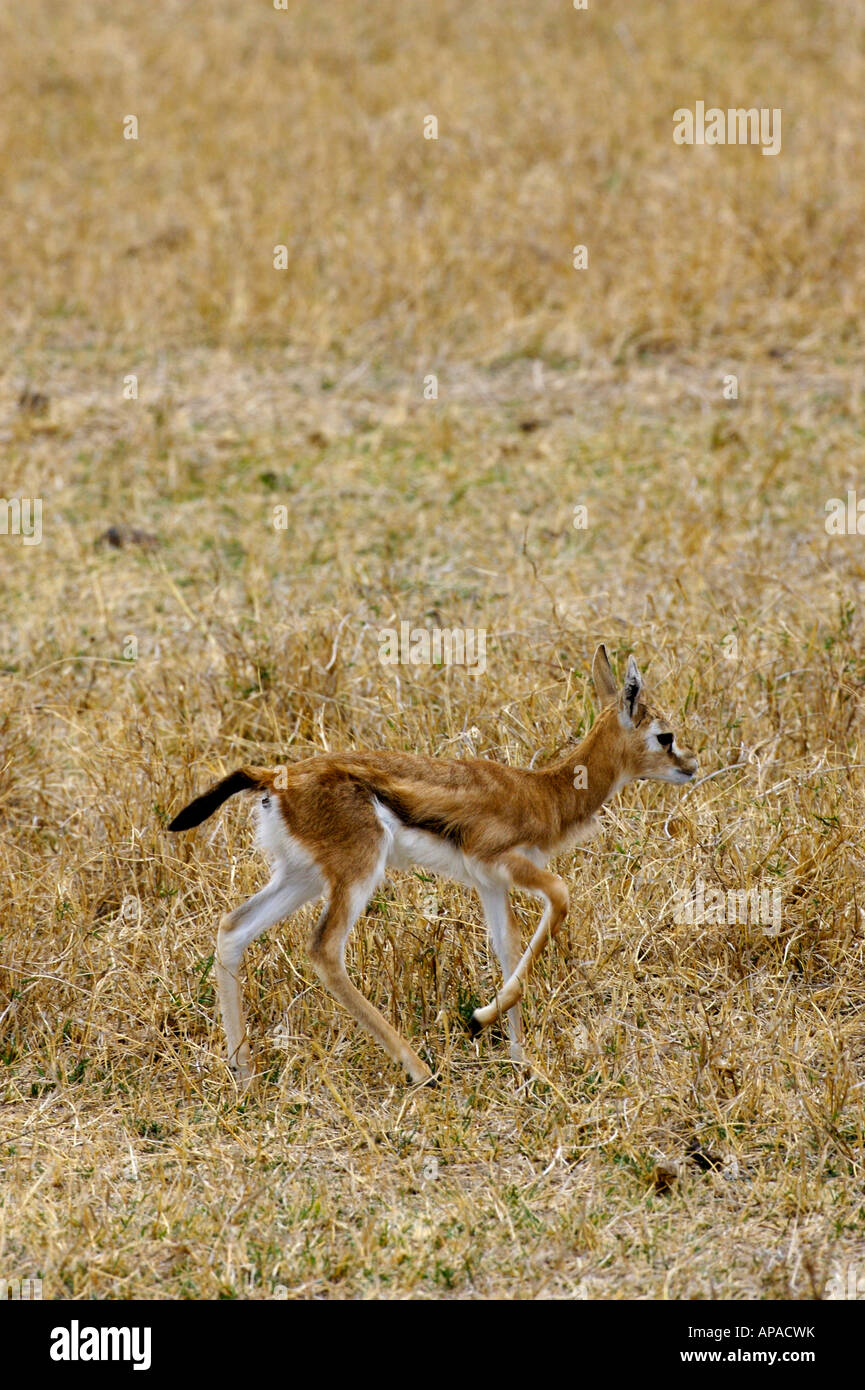 African Thomson Gazelle Stock Photo - Alamy