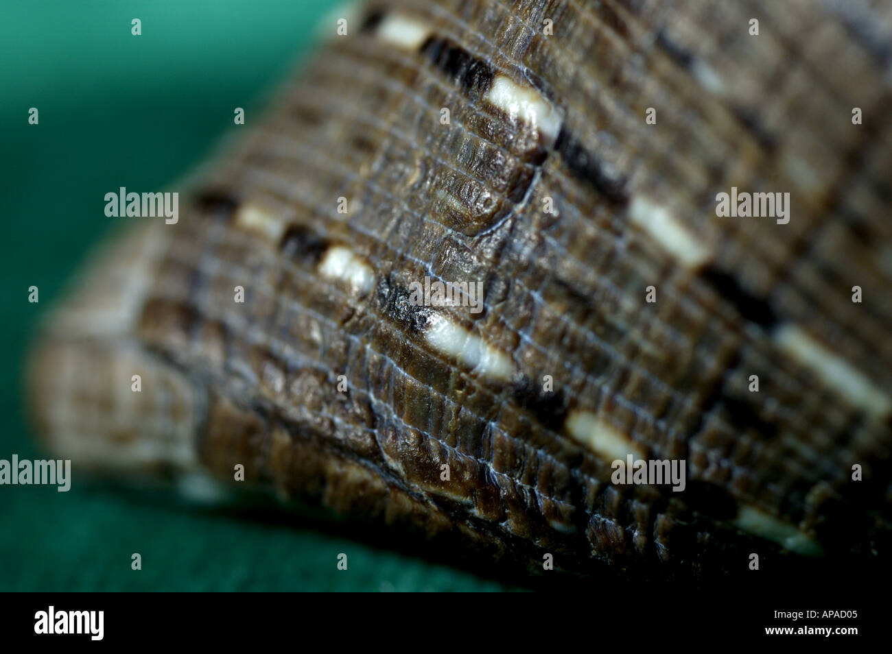 Shell curvature hi-res stock photography and images - Alamy