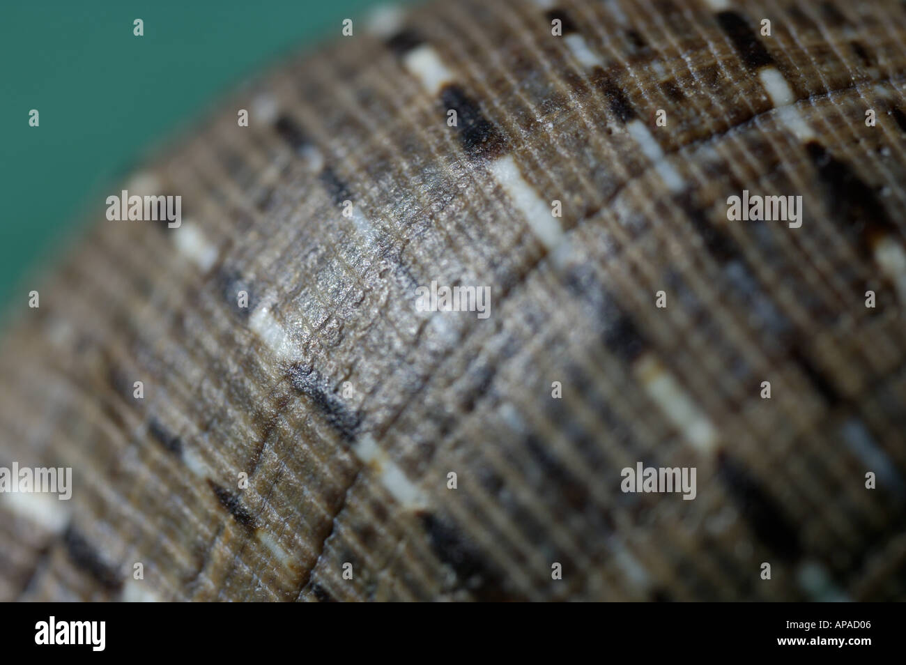 Shell curvature hi-res stock photography and images - Alamy